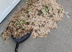 Messy Trees - Midwest Gardening