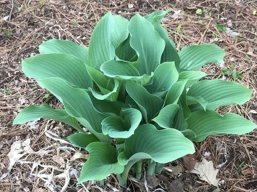 Hosta - Midwest Gardening