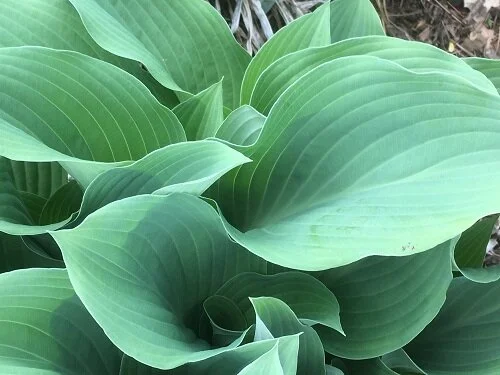 Hosta - Midwest Gardening