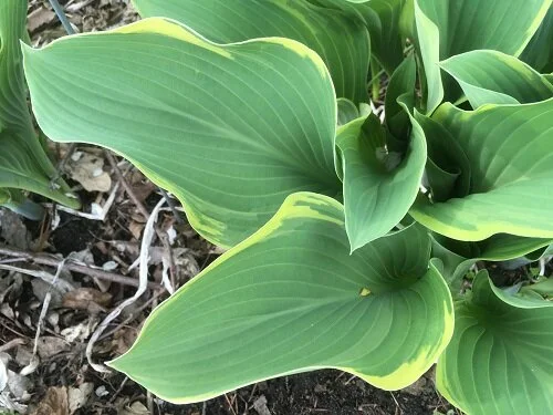 Hosta - Midwest Gardening