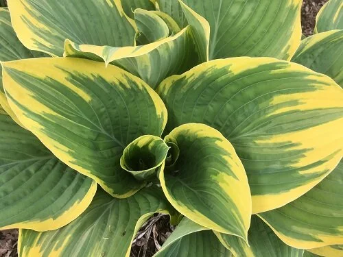 Hosta - Midwest Gardening