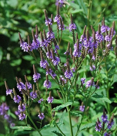 Midwest Gardening — Specialty Garden Types