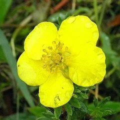 Potentilla - Midwest Gardening