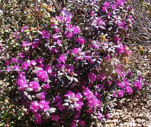 Midwest Gardening — Shrub Index