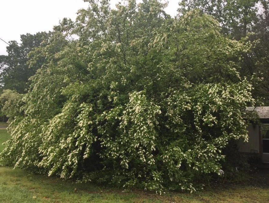 Privet - Midwest Gardening