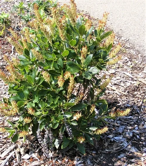 Summersweet Growth Rate