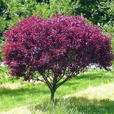 Sandcherry - Midwest Gardening