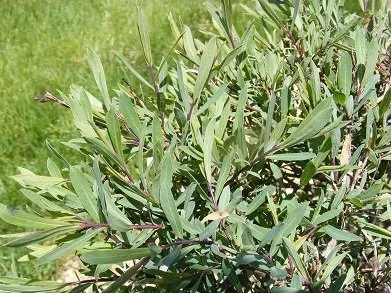 Willow - Midwest Gardening
