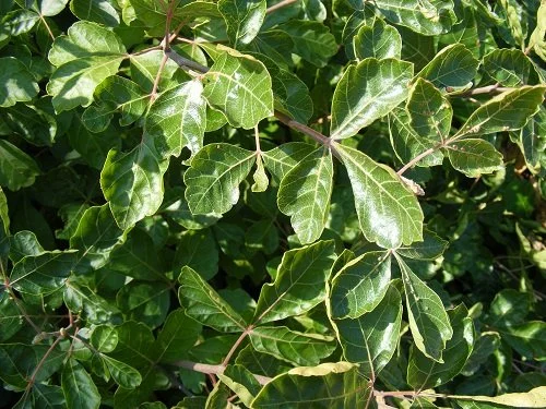 Sumac - Midwest Gardening