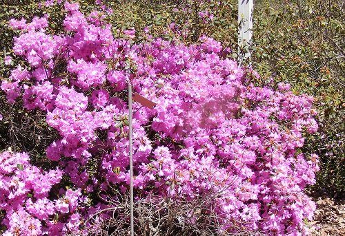 Midwest Gardening — Shrub Index