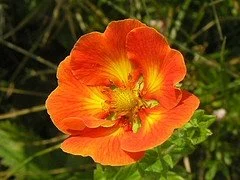 Potentilla - Midwest Gardening