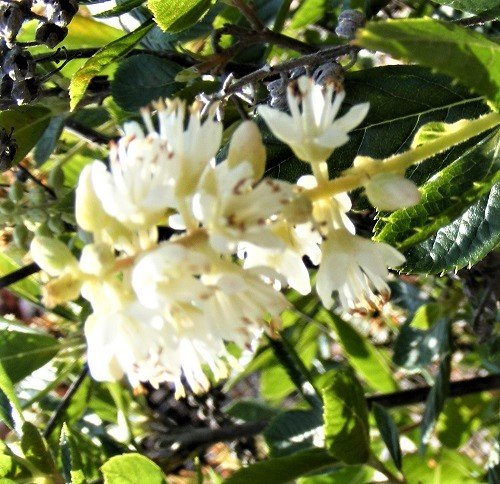 Summersweet - Midwest Gardening