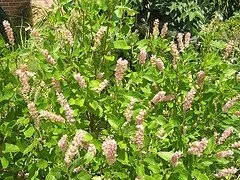 Summersweet - Midwest Gardening