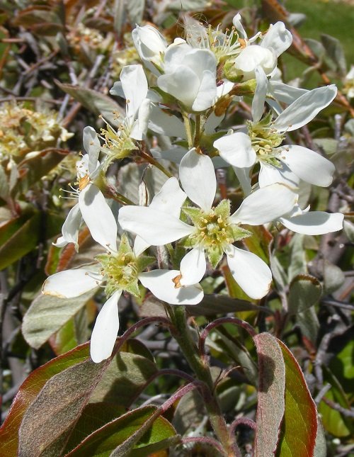 Serviceberry Bush Shrub