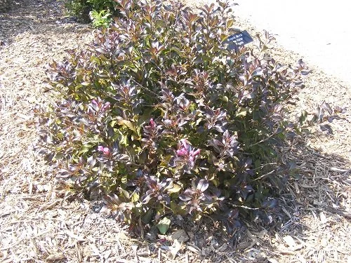 Weigela - Midwest Gardening