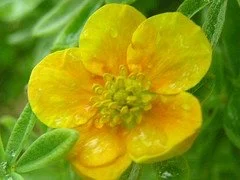 Potentilla - Midwest Gardening