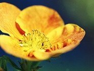 Potentilla - Midwest Gardening