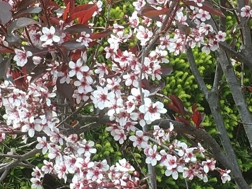 Are Purpleleaf Sandcherry Bushes Safe For Dogs