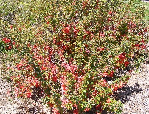 Quince - Midwest Gardening