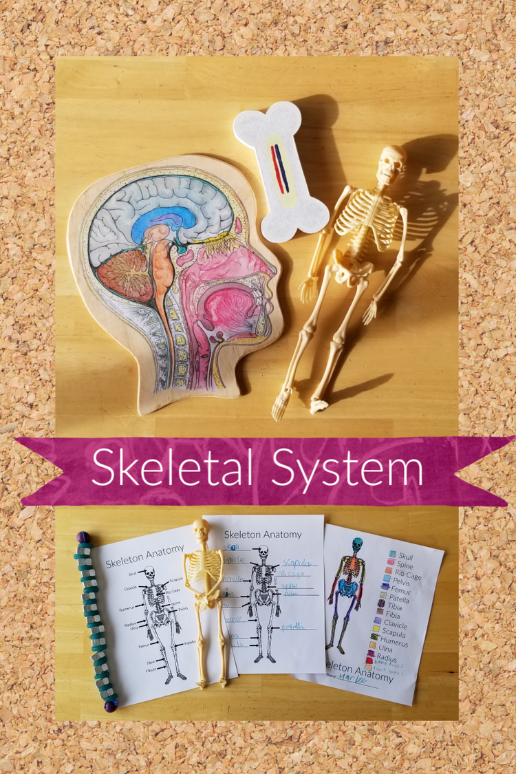 Skeletal System Lessons — Hatching Curiosity