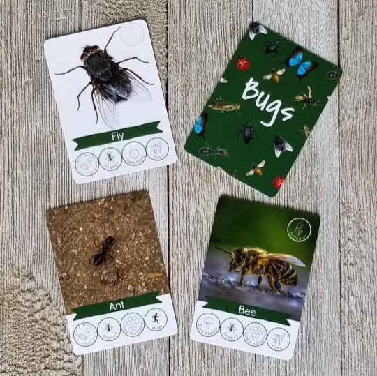 Bug Cards — Hatching Curiosity