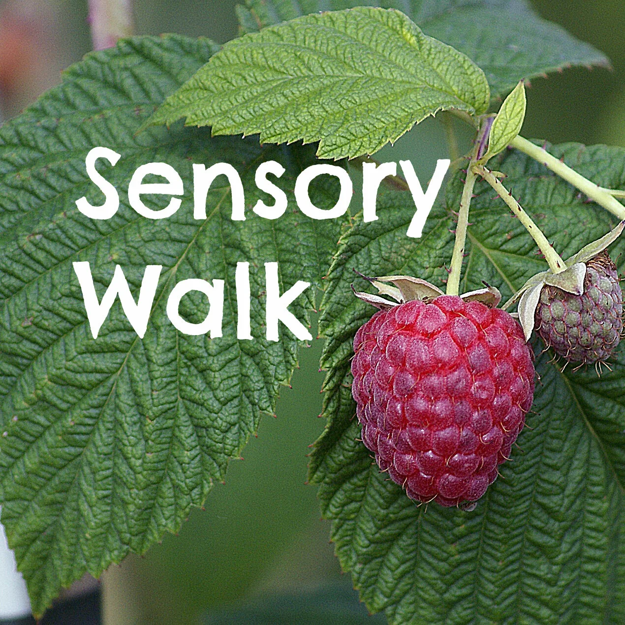Sensory Walk — Hatching Curiosity