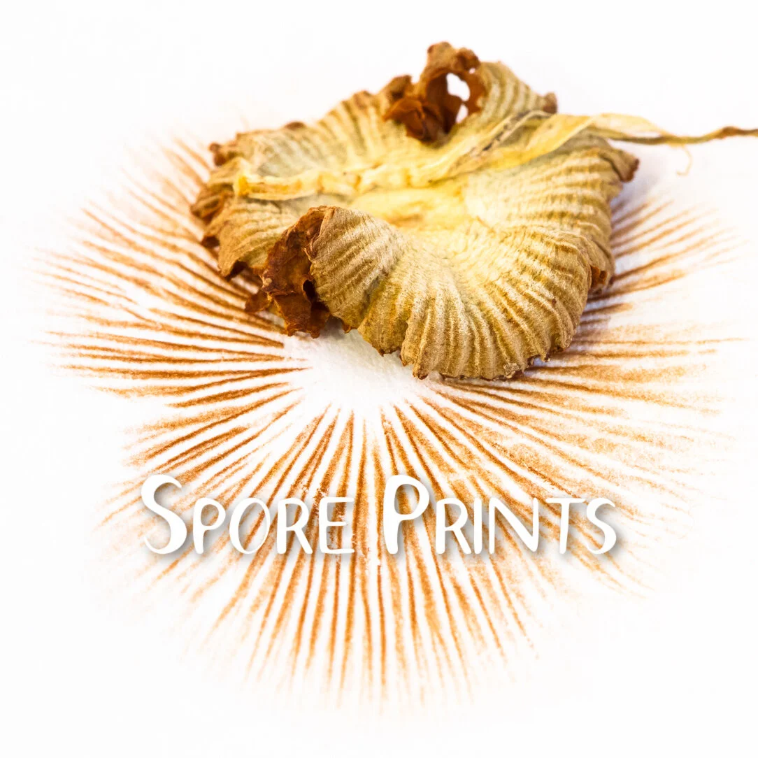 Spore Print — Hatching Curiosity