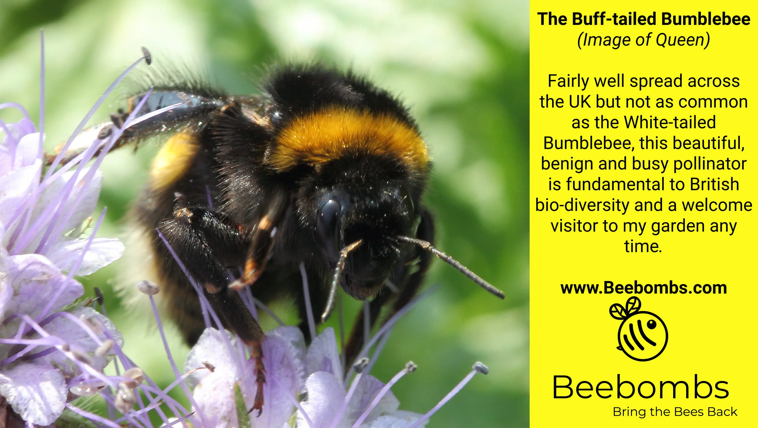 Buff-tailed Bumblebee — Beebombs
