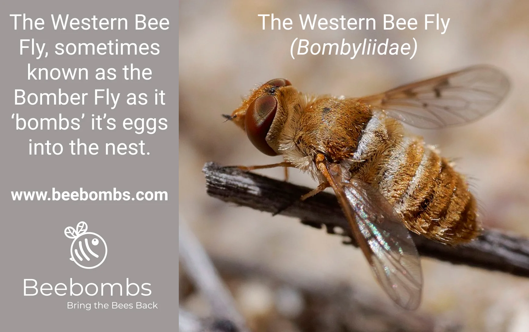 Western Bee Fly — Beebombs