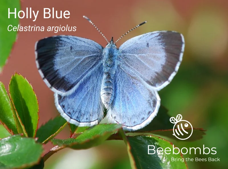 Holly Blue Butterfly