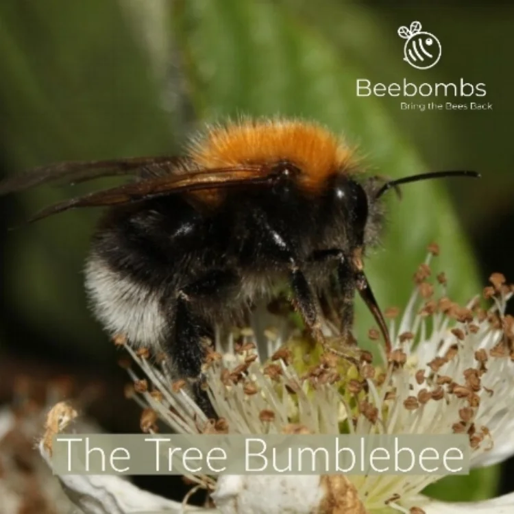 The Tree Bumblebee — Beebombs