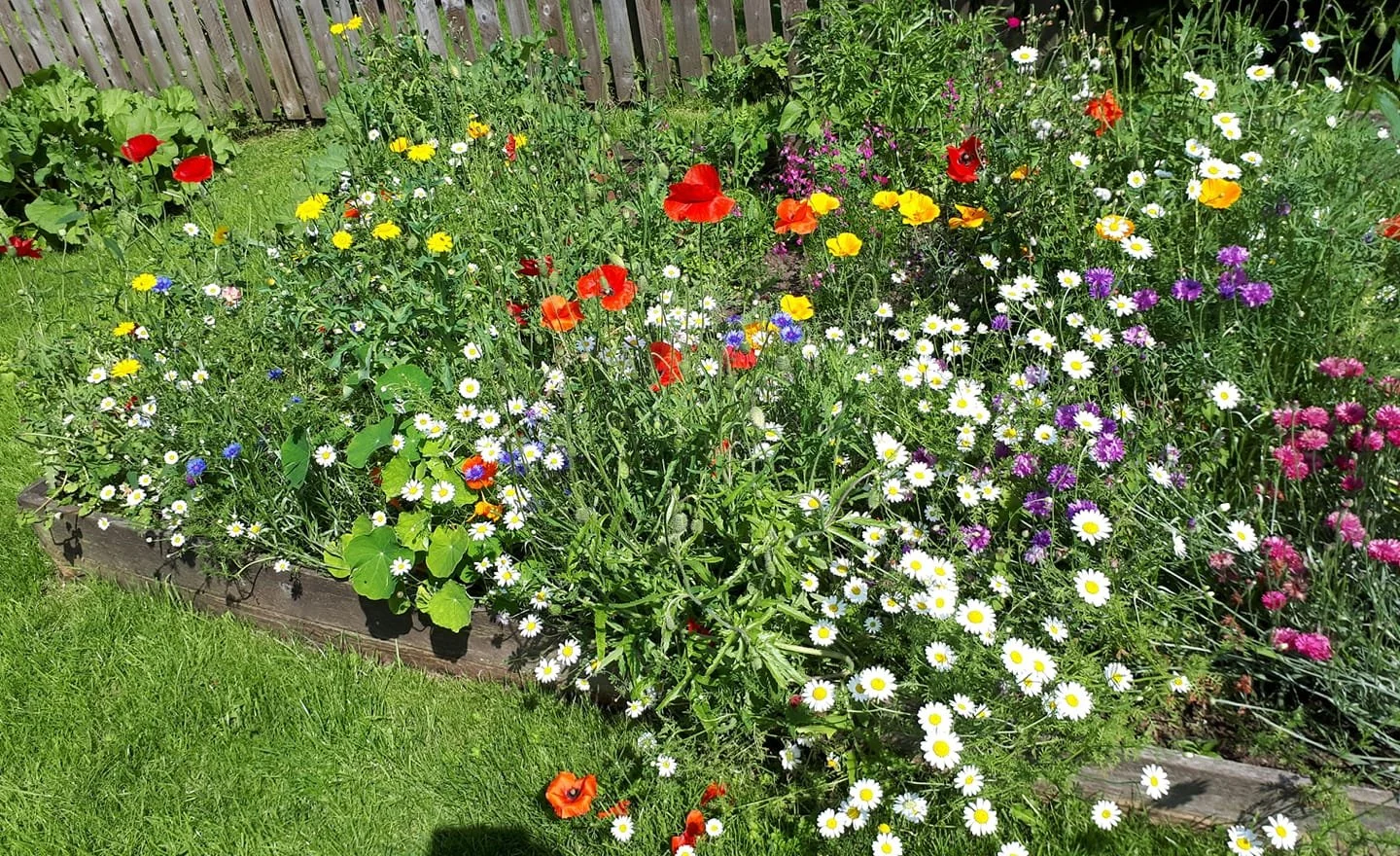 10 packs of Native Wildflower Beebombs — Beebombs