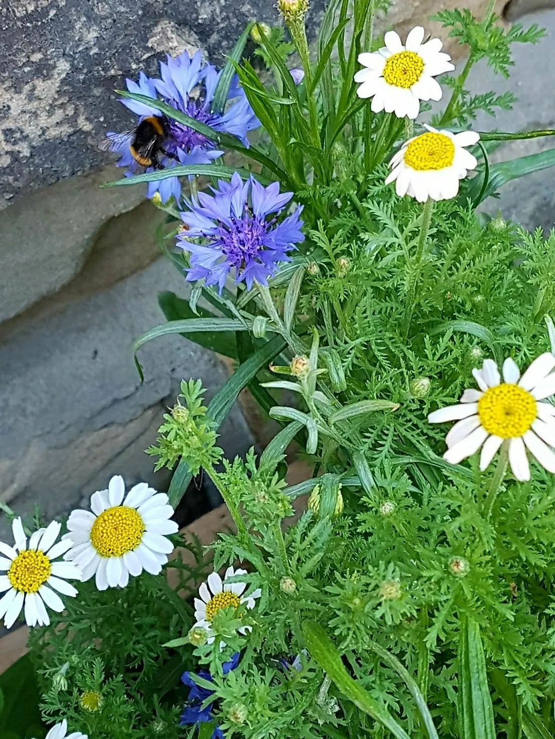Beebombs