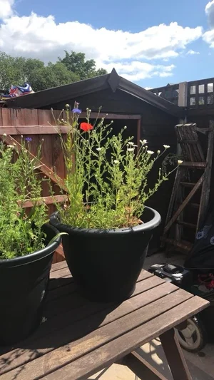 Beebombs
