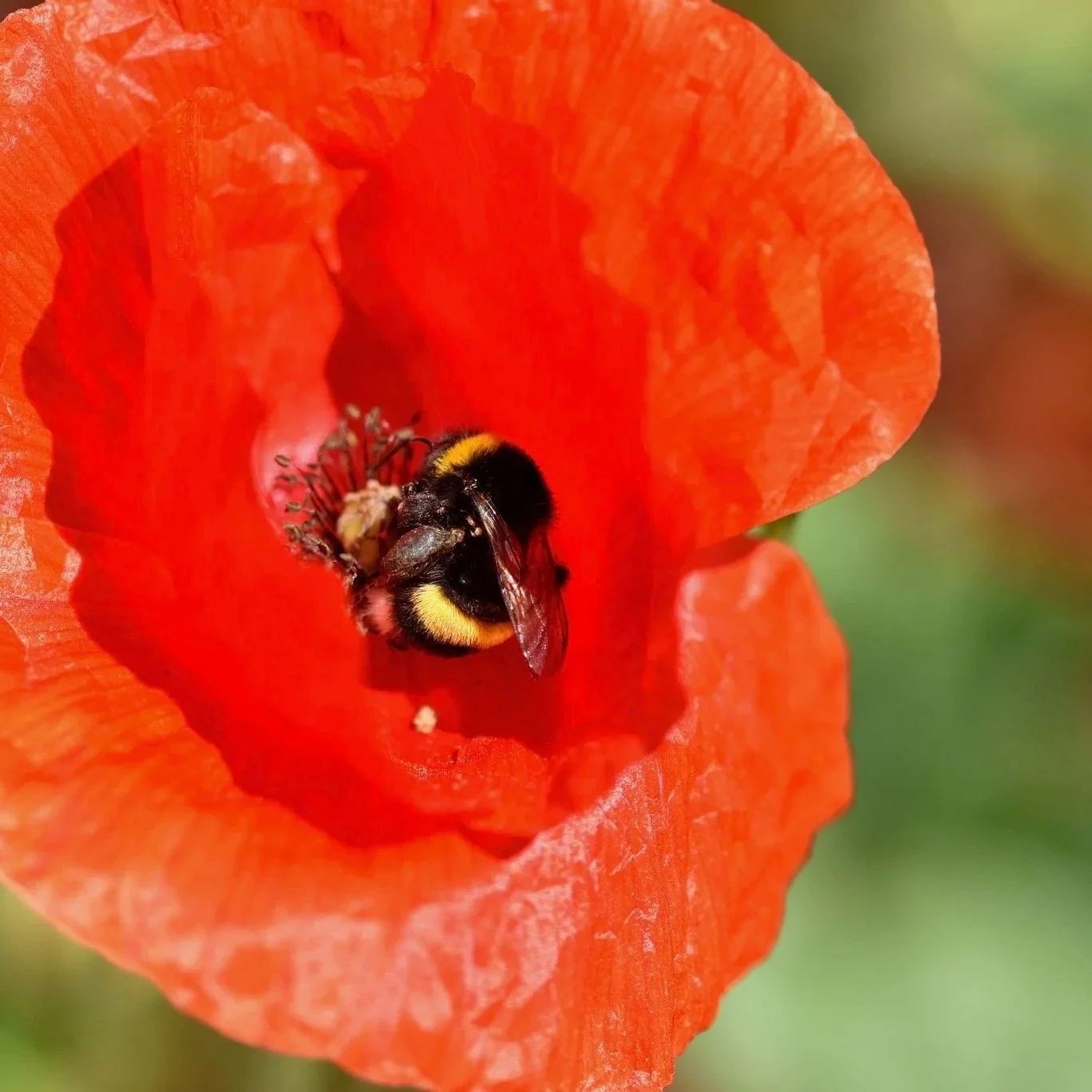 The Common Poppy: the scruffy superstar of British summer — Beebombs