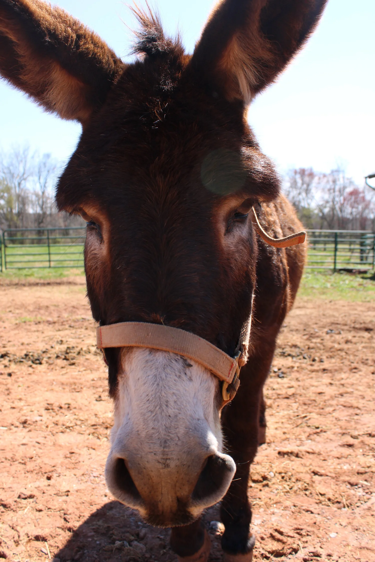 Available Donkeys — Lost & Found Horse Rescue