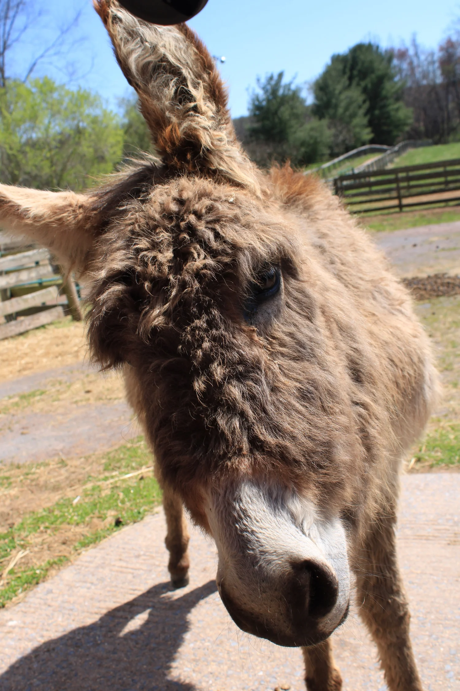 Available Donkeys — Lost & Found Horse Rescue