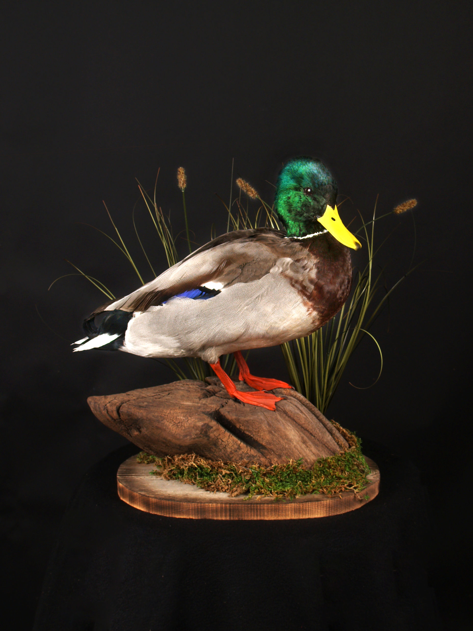 Mallard Duck Mounts Standing