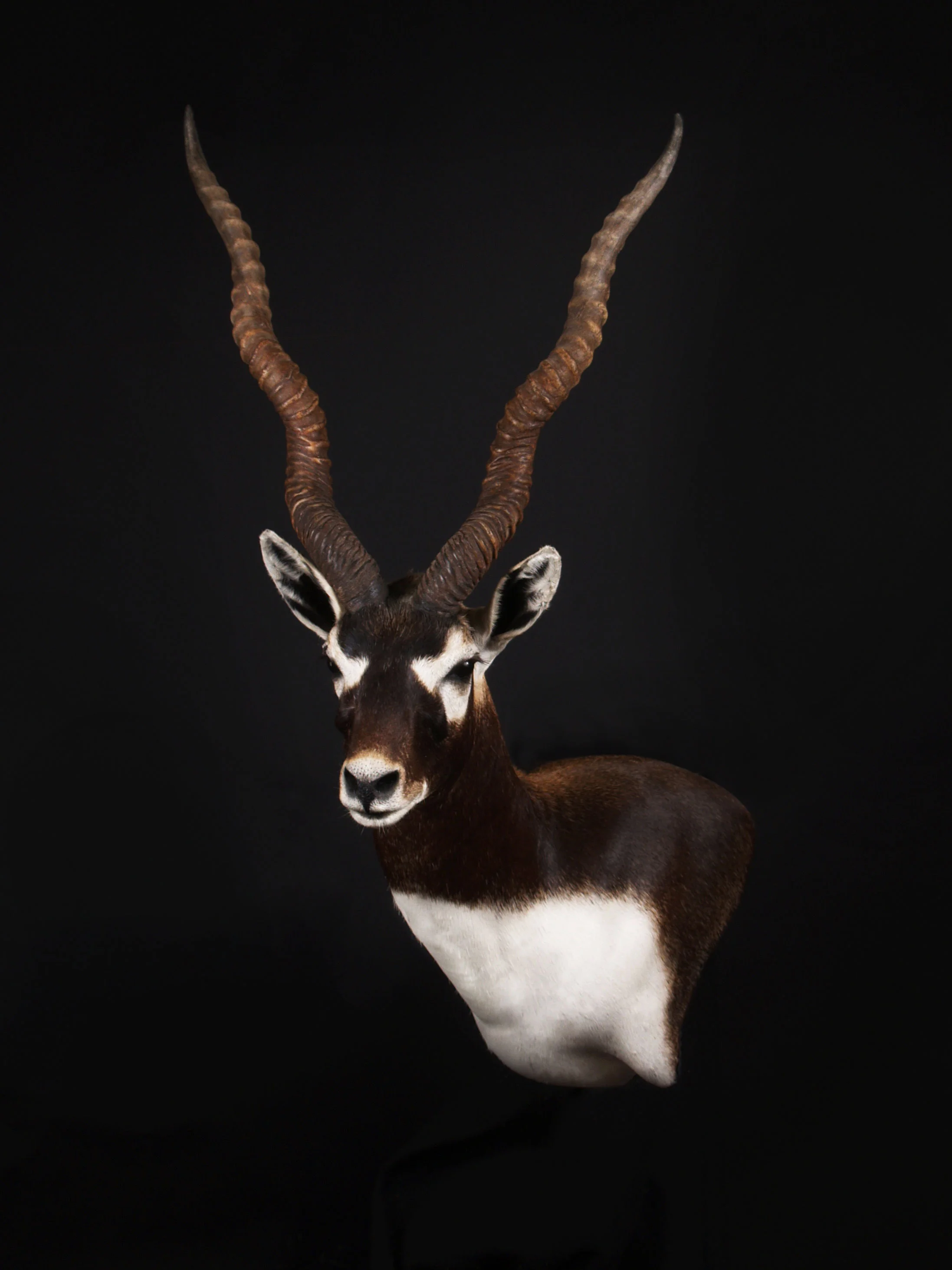 Billy Bunyard Taxidermy