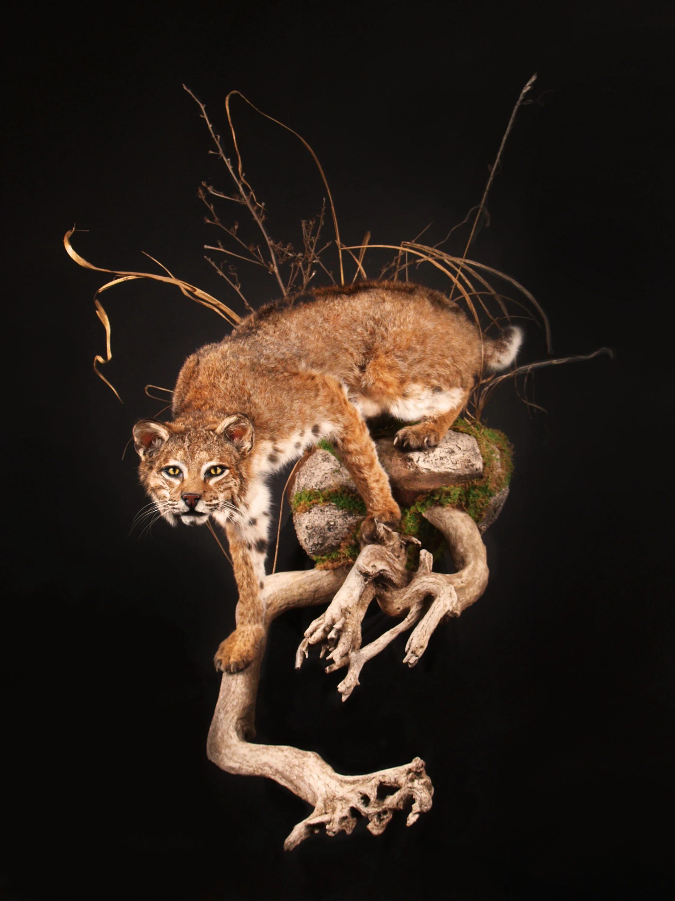 Billy Bunyard Taxidermy