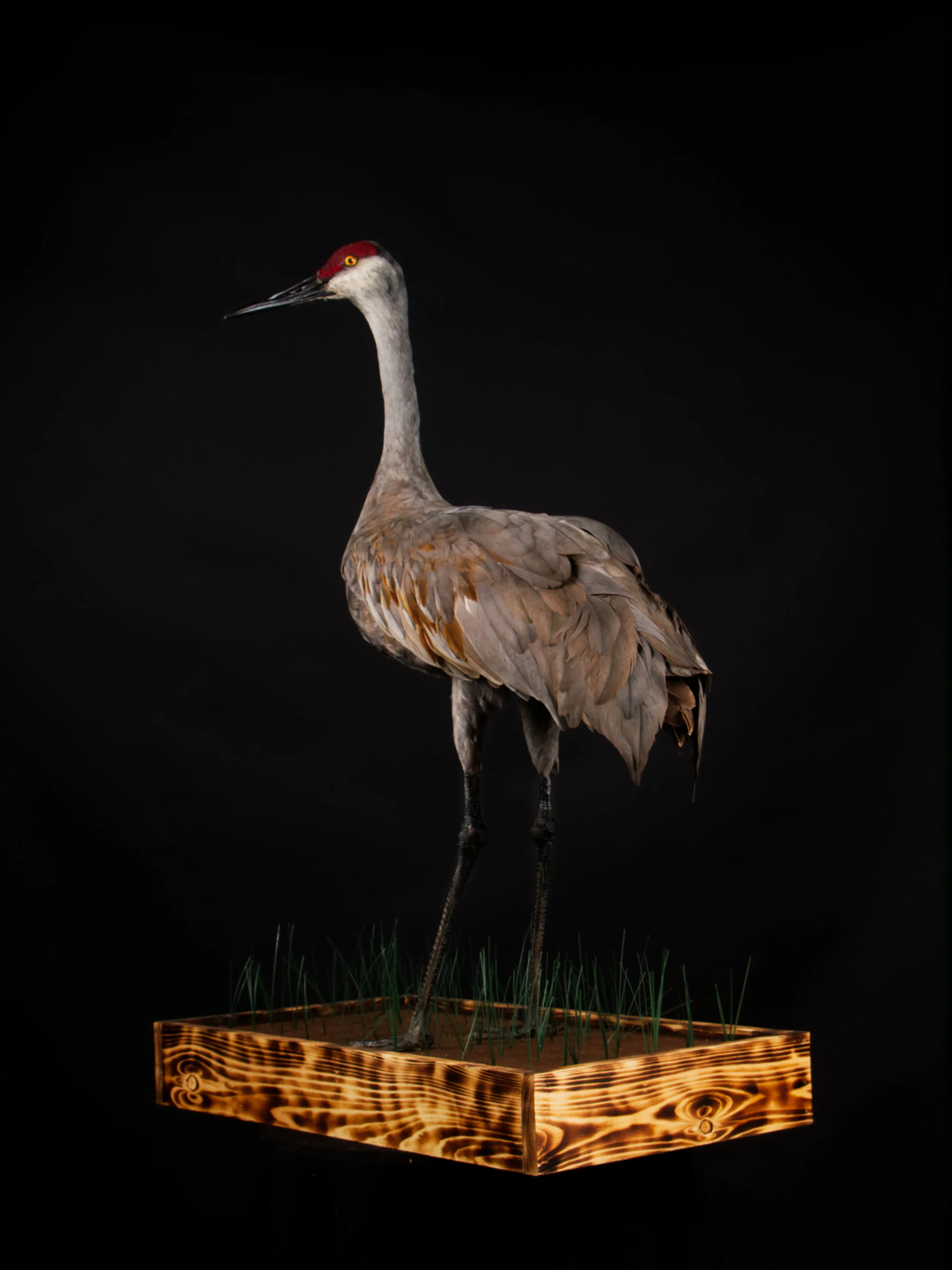 Billy Bunyard Taxidermy