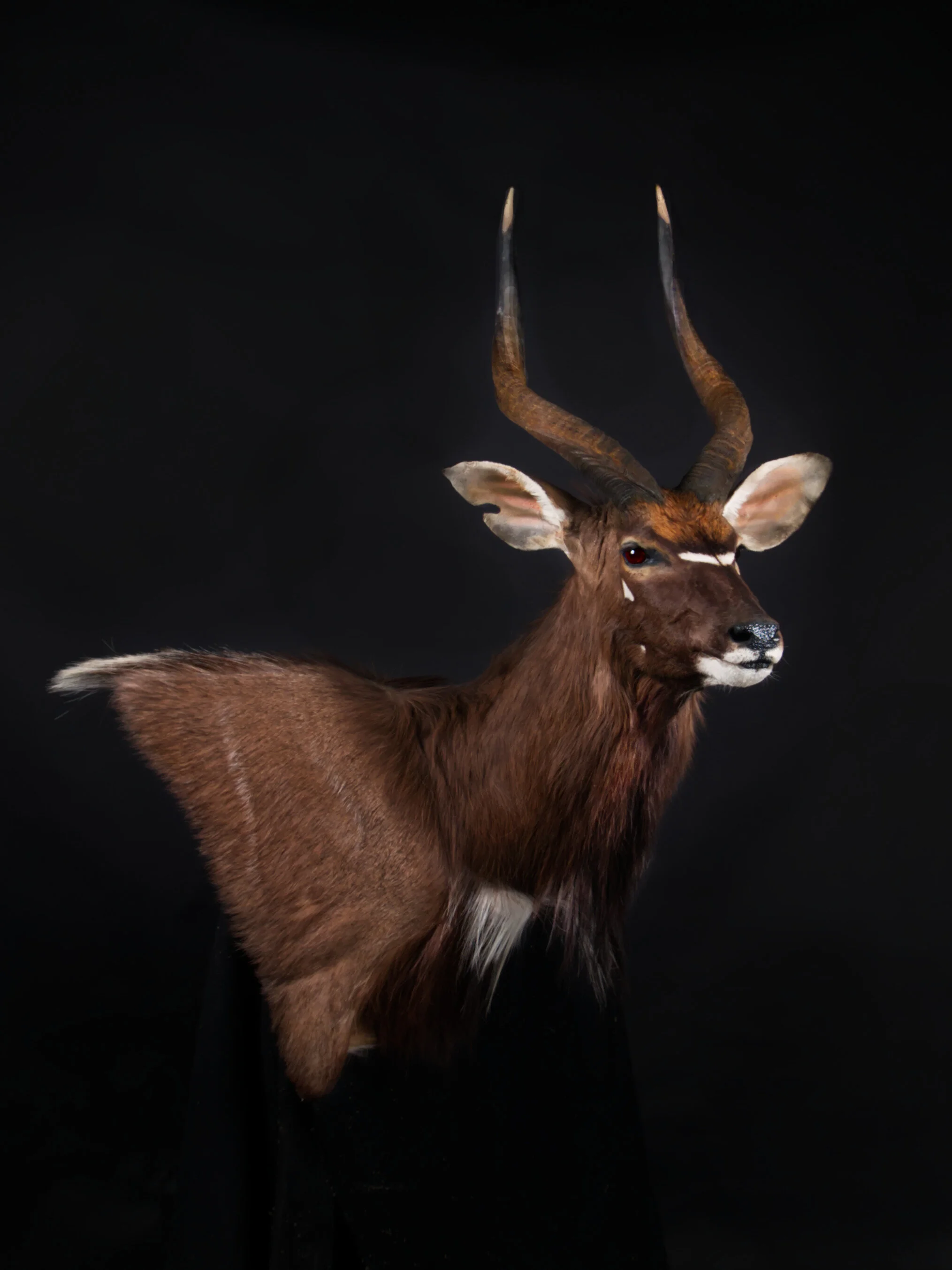 Billy Bunyard Taxidermy