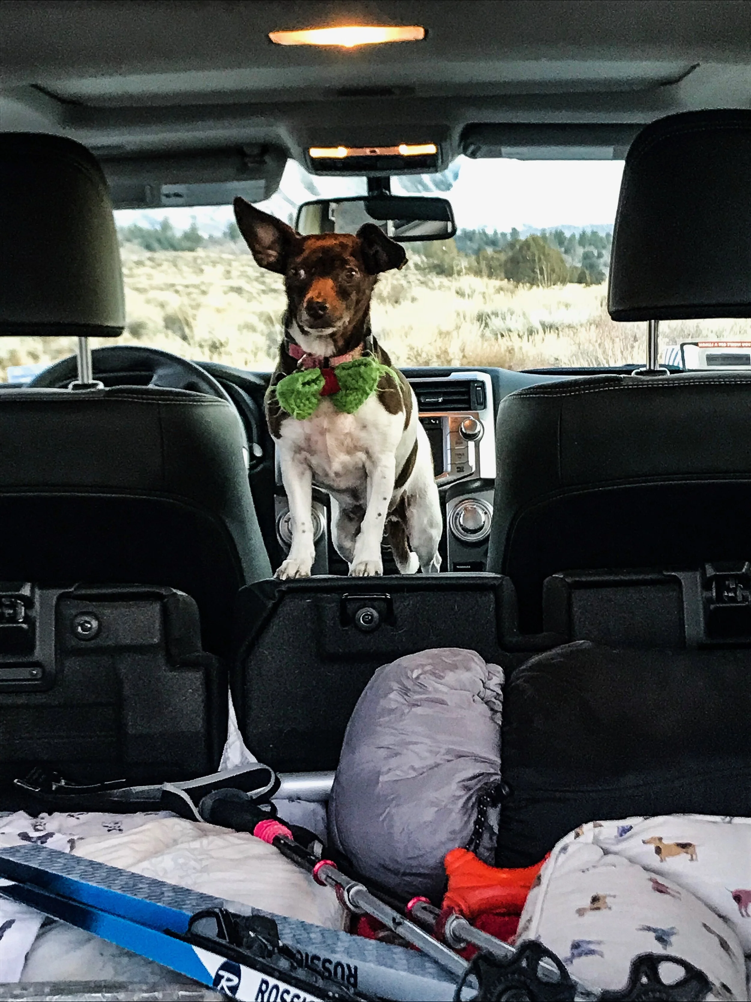 Moo, the Terrier Mix, Trail Dog — GoldenStateofMinds