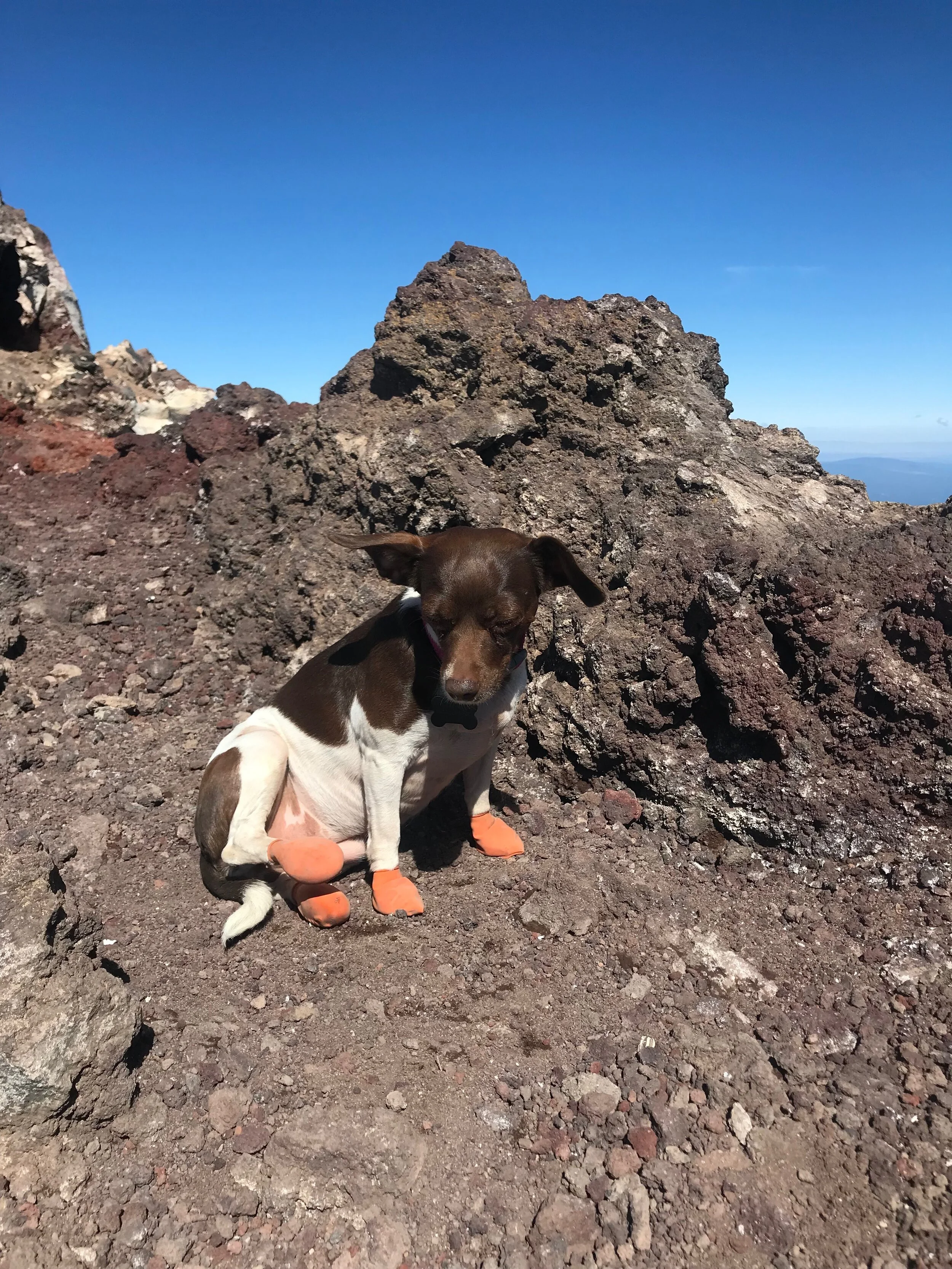 Moo, the Terrier Mix, Trail Dog — GoldenStateofMinds