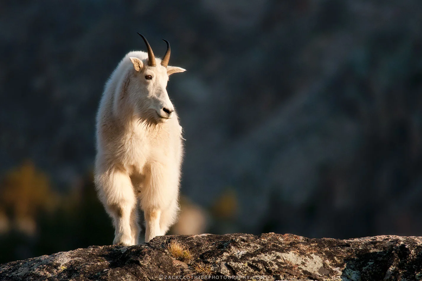 Wildlife 2 — Zack Clothier Photography