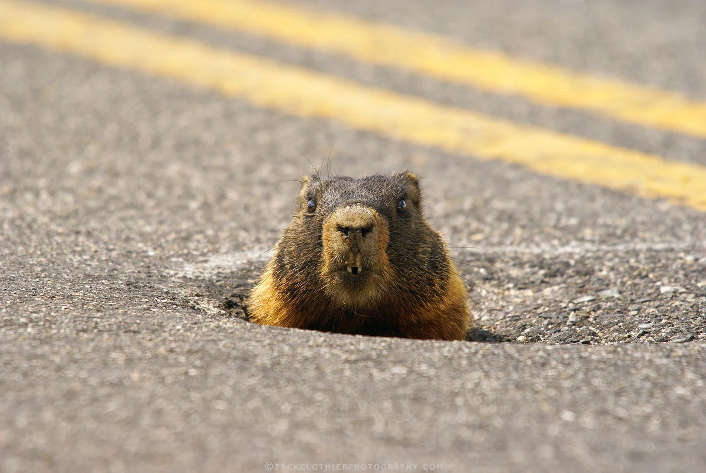 Wildlife — Zack Clothier Photography