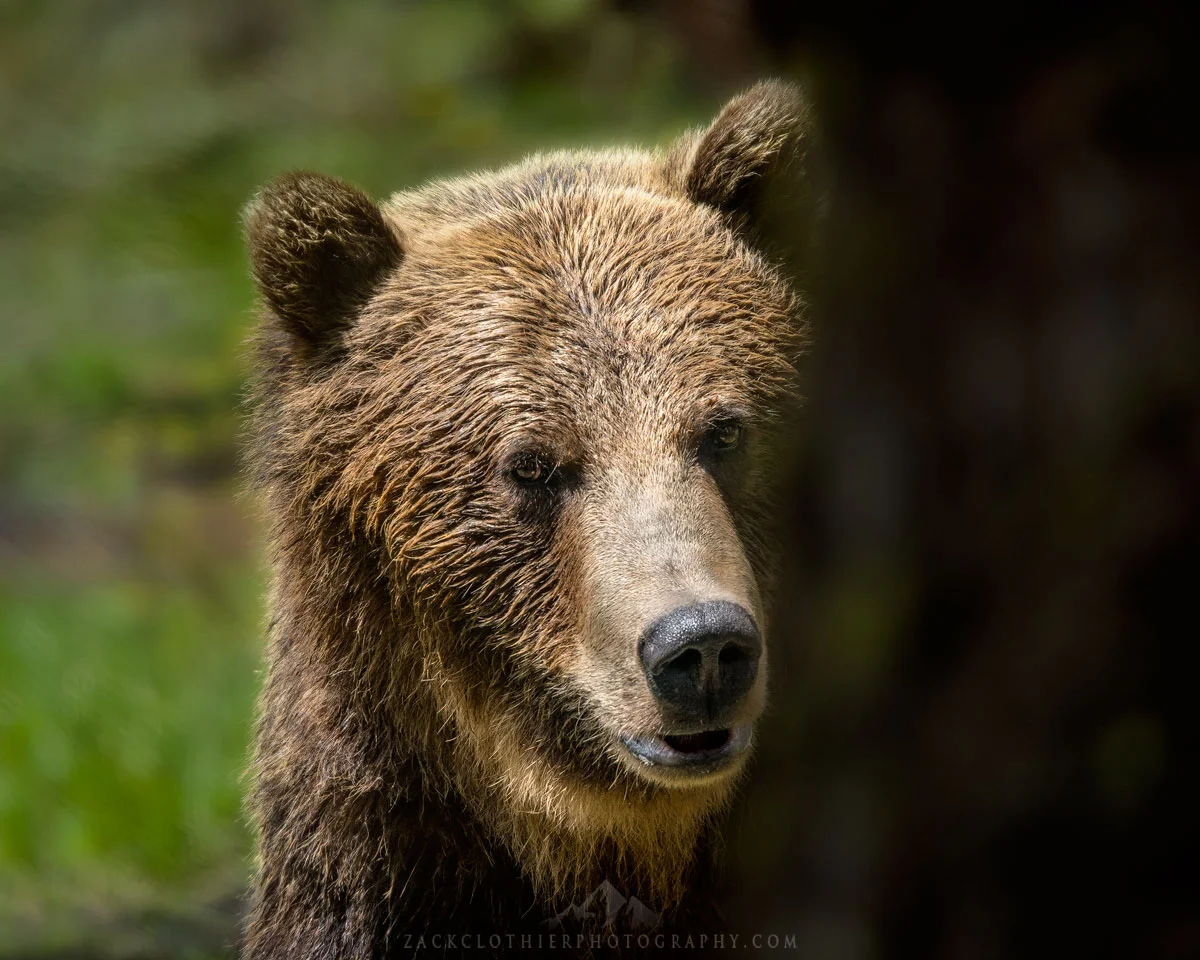 "Hey Bear!" — Zack Clothier Photography