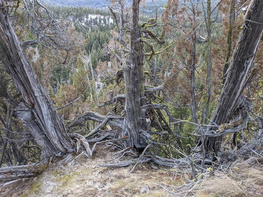 Camera trap photography reveals the secret lives of wild animals — Zack ...