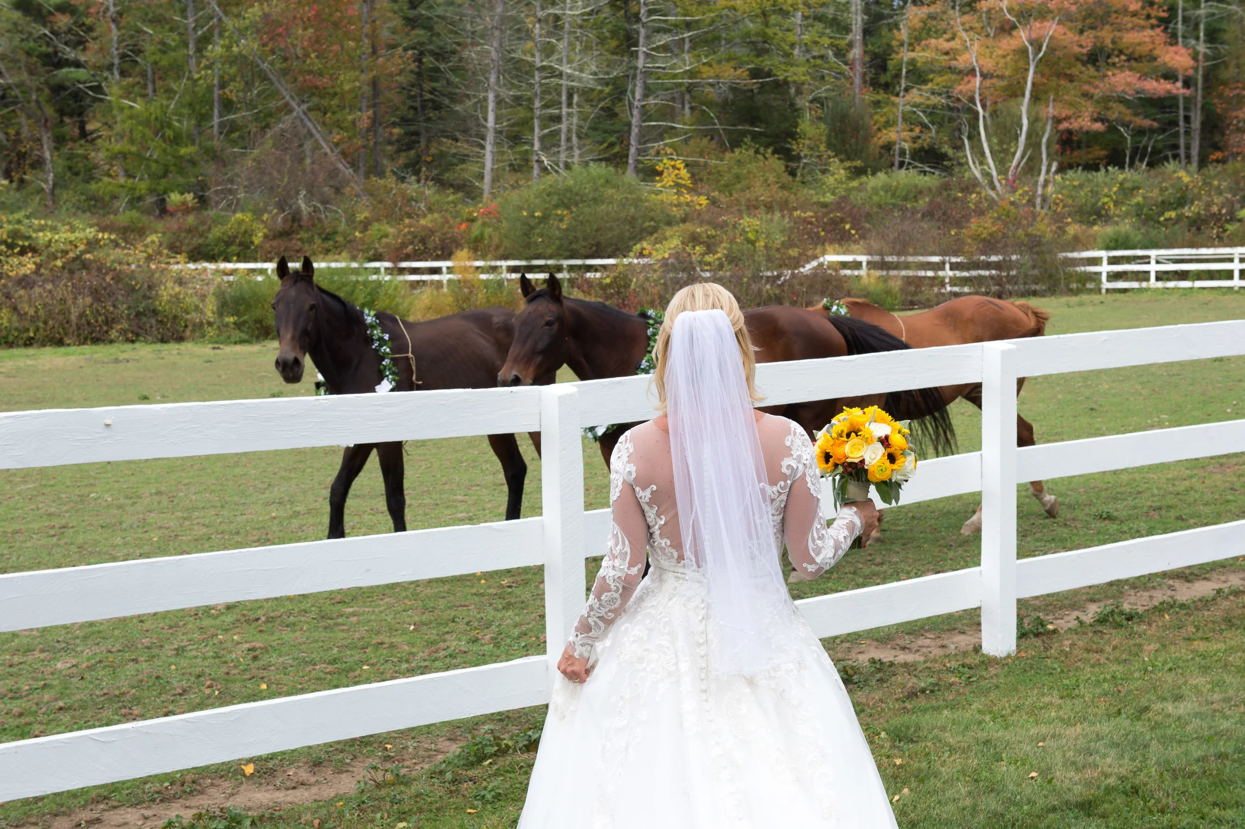 Judney Farms — Judney Farms