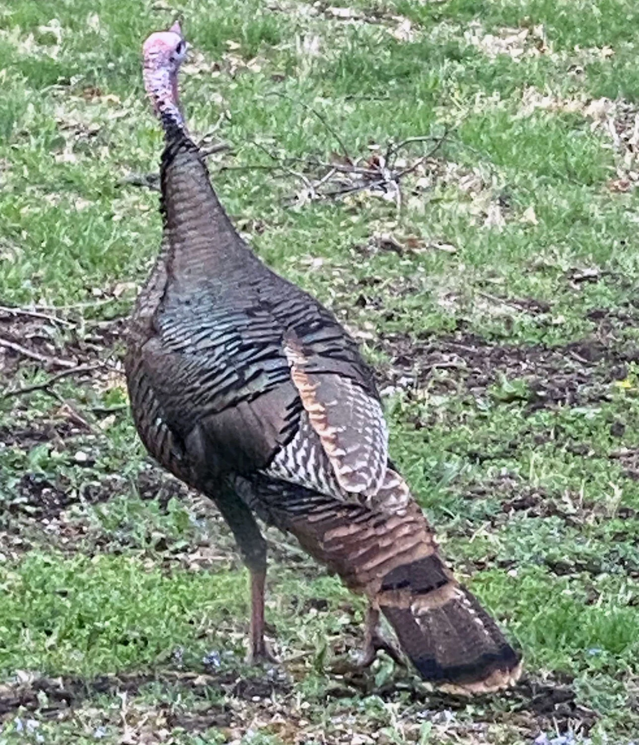 Benson Brewery